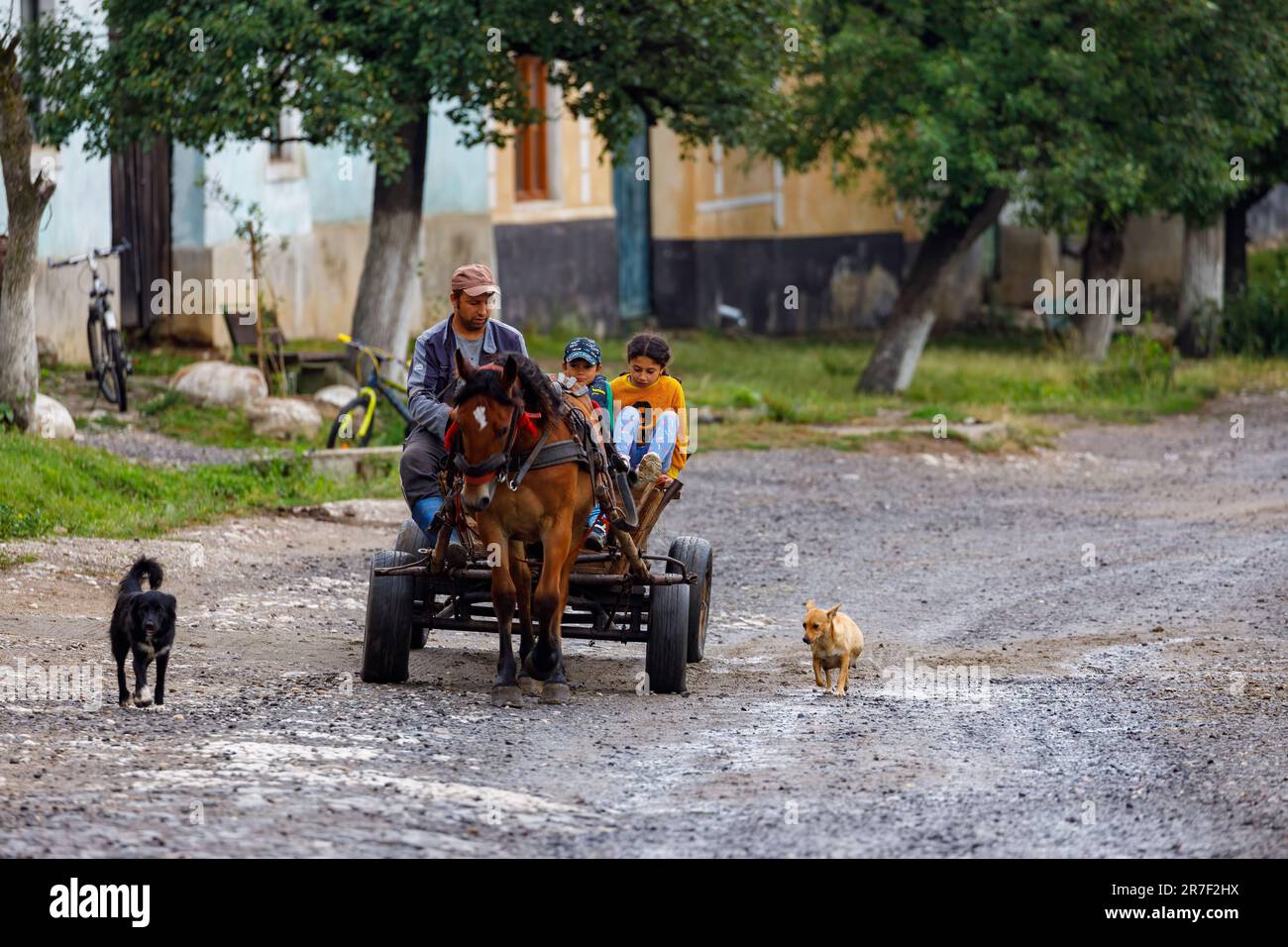 Driving a Horse Carriage in the Village of Viscri in Romania Stock ...