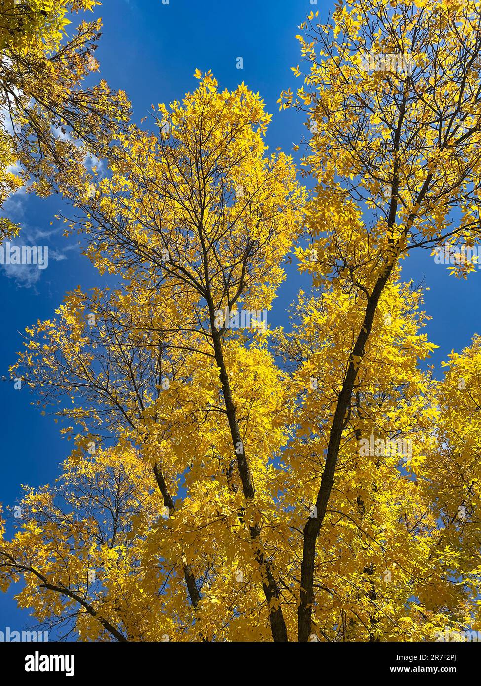 A beautiful tall tree with golden yellow leaves against a clear blue ...