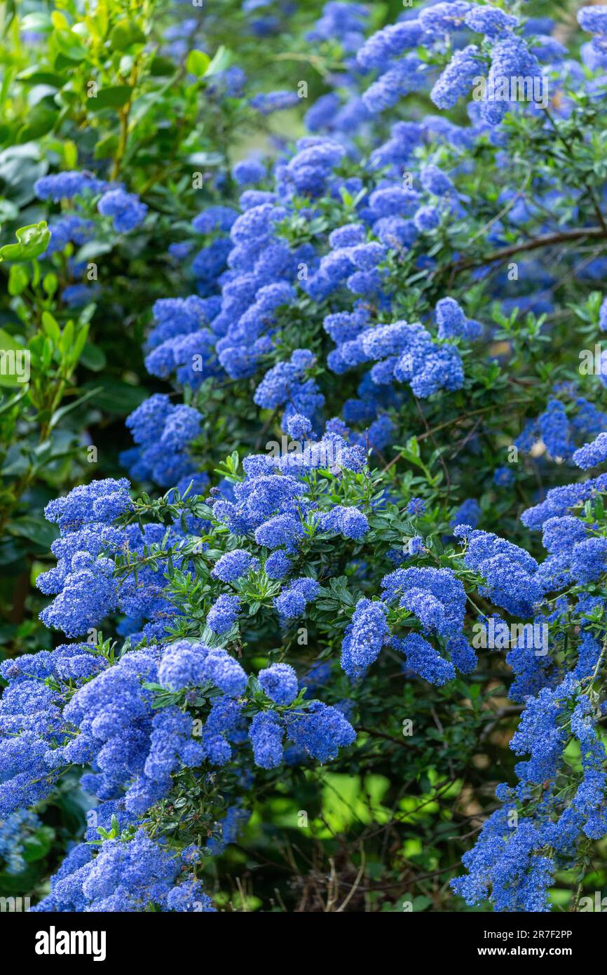 Ceanothus blue hi-res stock photography and images - Alamy