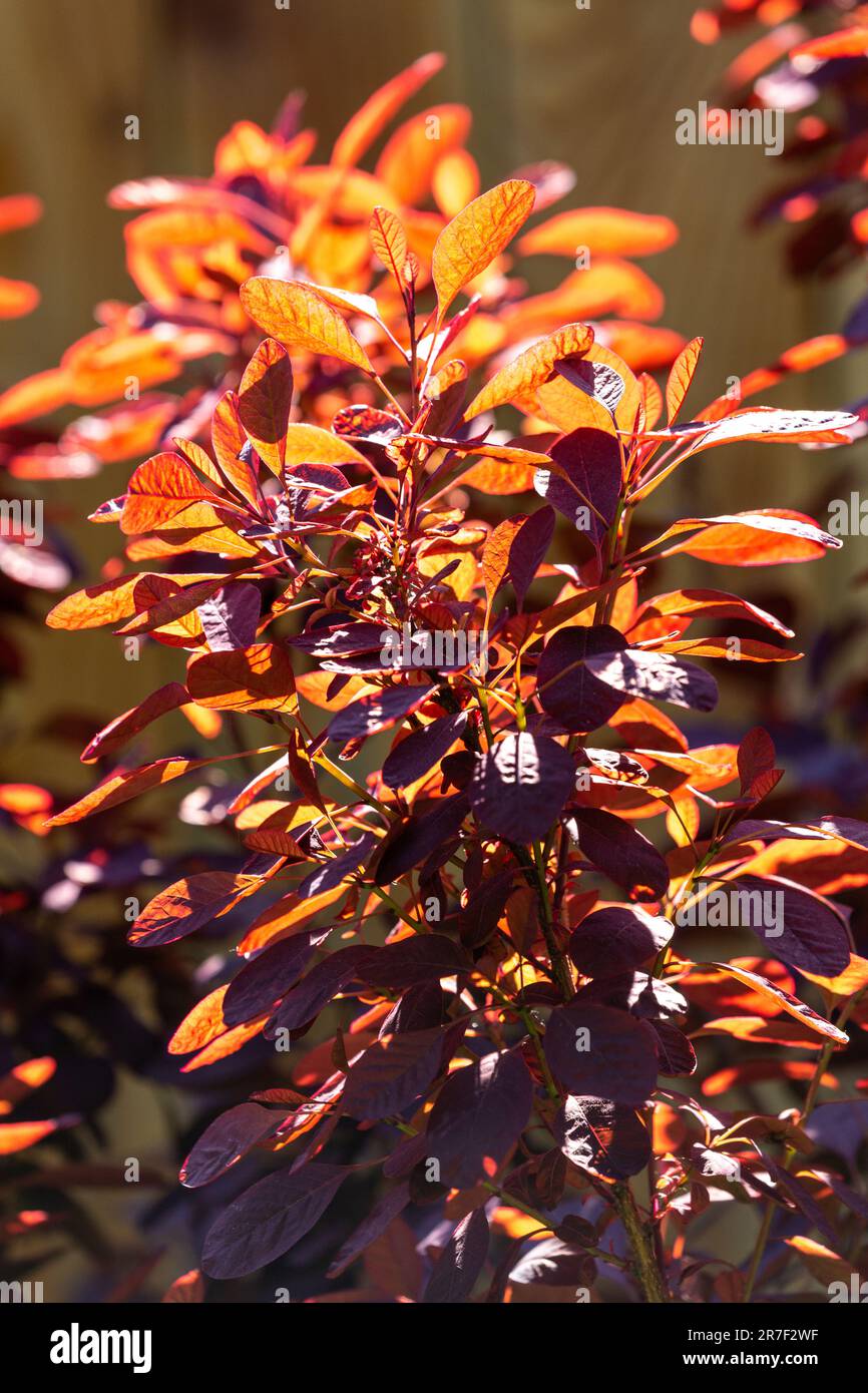 The leaves of the Cotinus, the smoketree or smoke bush backlit by ...