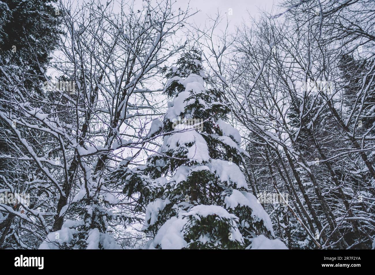 Snowy trees in the forest Stock Photo - Alamy