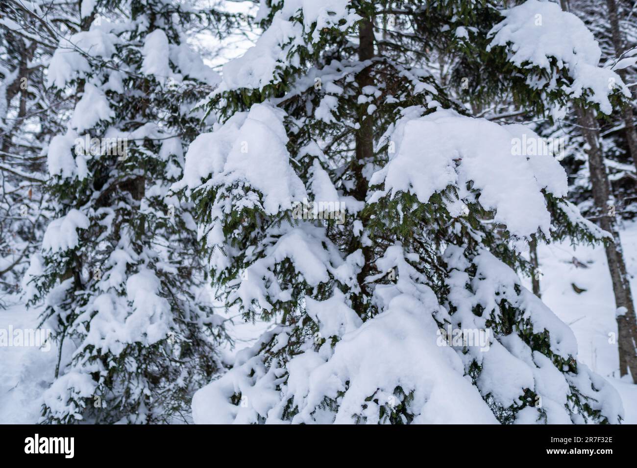 Snowy trees in the forest Stock Photo - Alamy