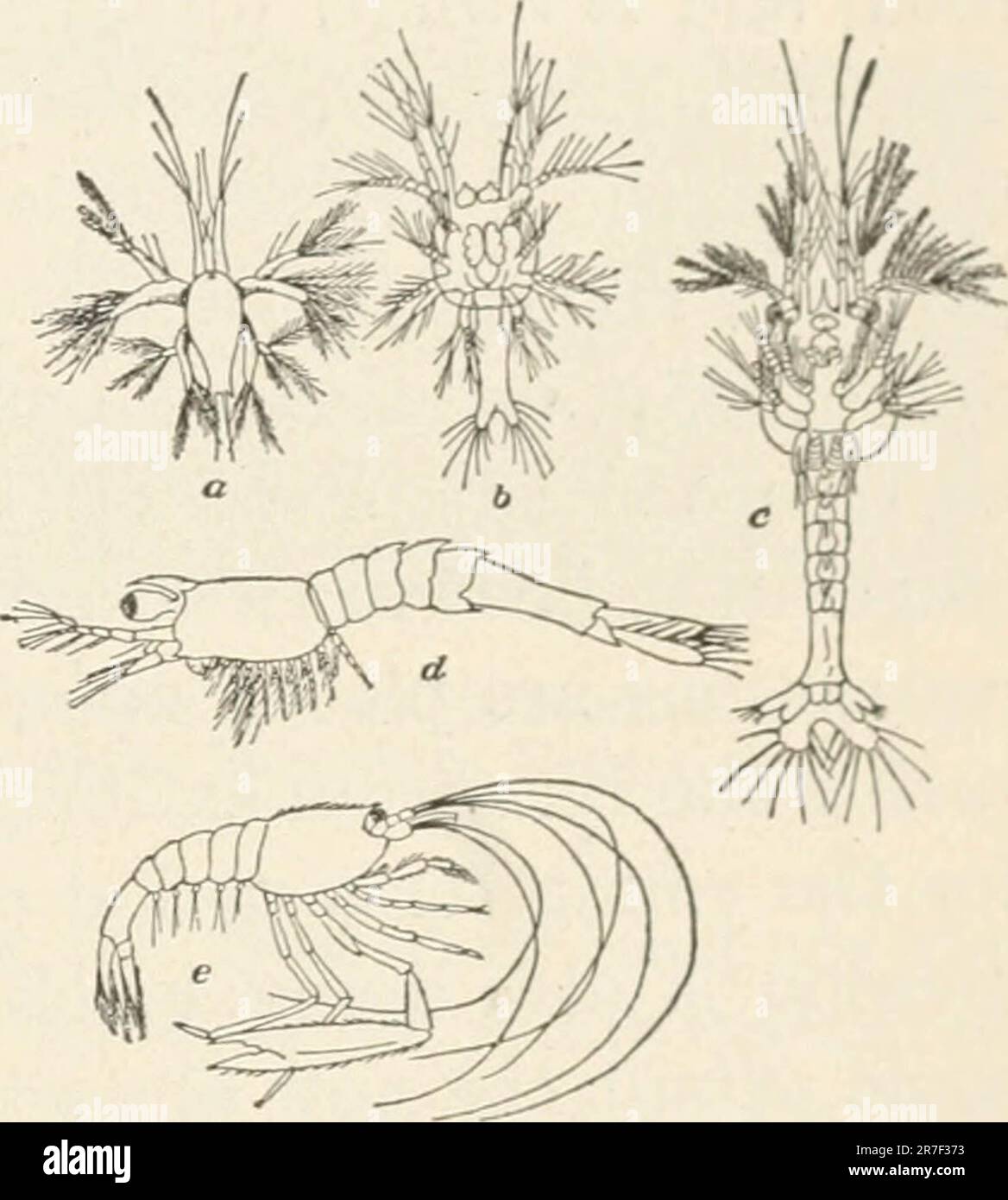 Metamorphosis of a shrimp Stock Photo - Alamy