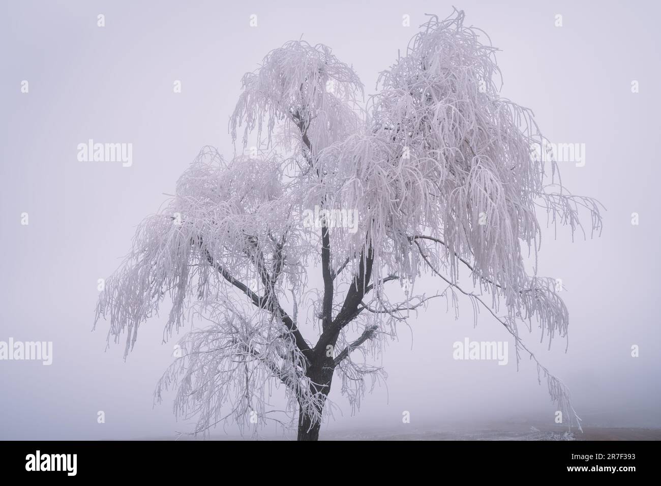 Frozen trees in the foggy forest Stock Photo - Alamy