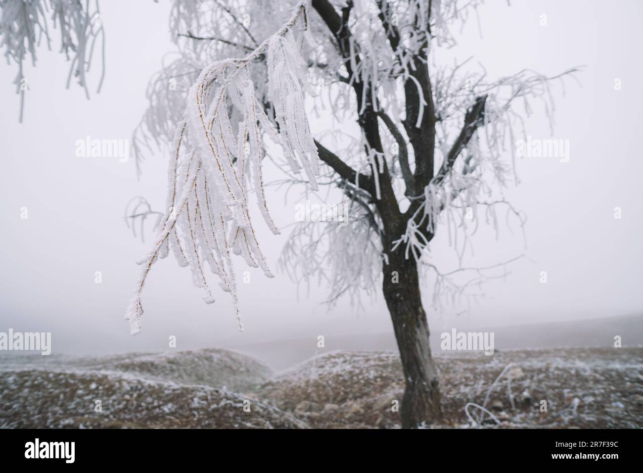 Frozen trees in the foggy forest Stock Photo - Alamy