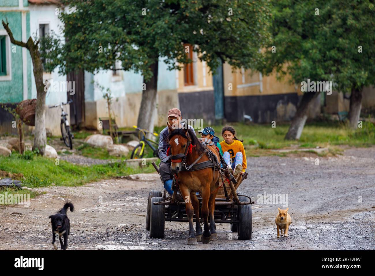 Driving a Horse Carriage in the Village of Viscri in Romania Stock ...