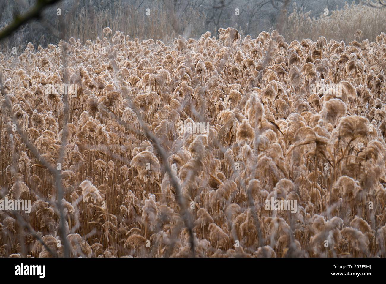 Frozen plants in the winter morning Stock Photo - Alamy