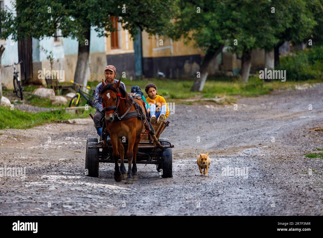 Driving a Horse Carriage in the Village of Viscri in Romania Stock ...