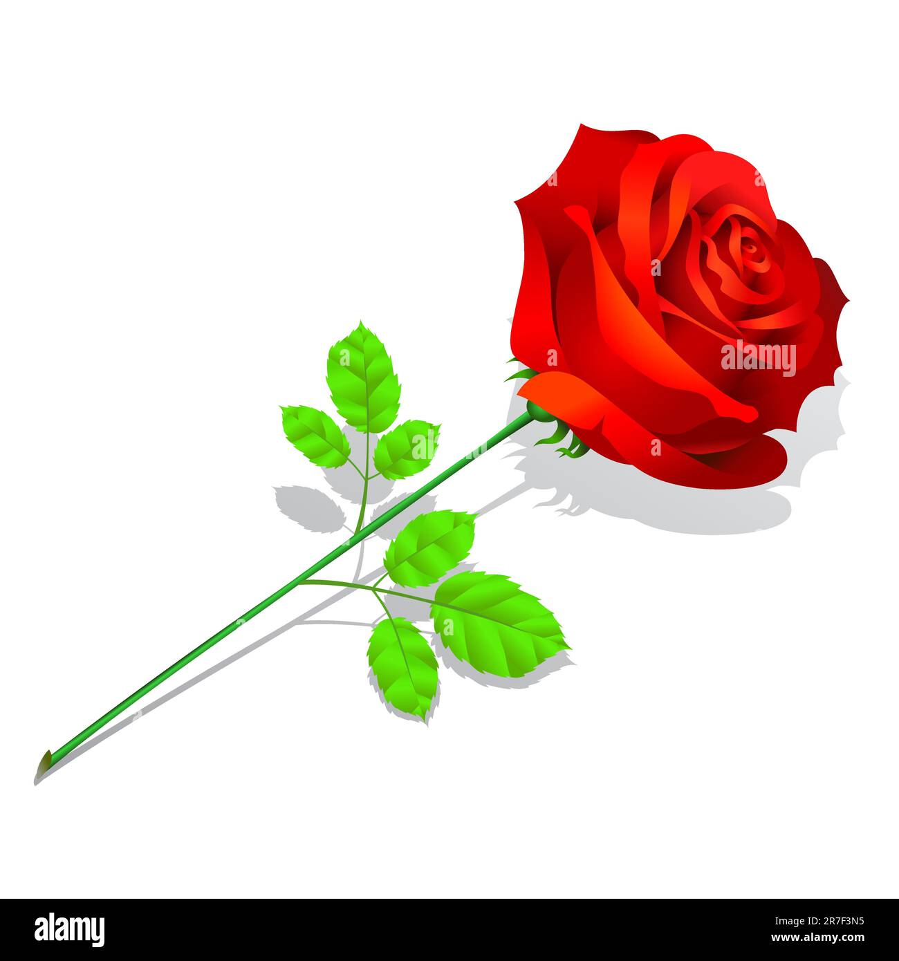 Red rose is lying on white background, isolated Stock Vector Image ...
