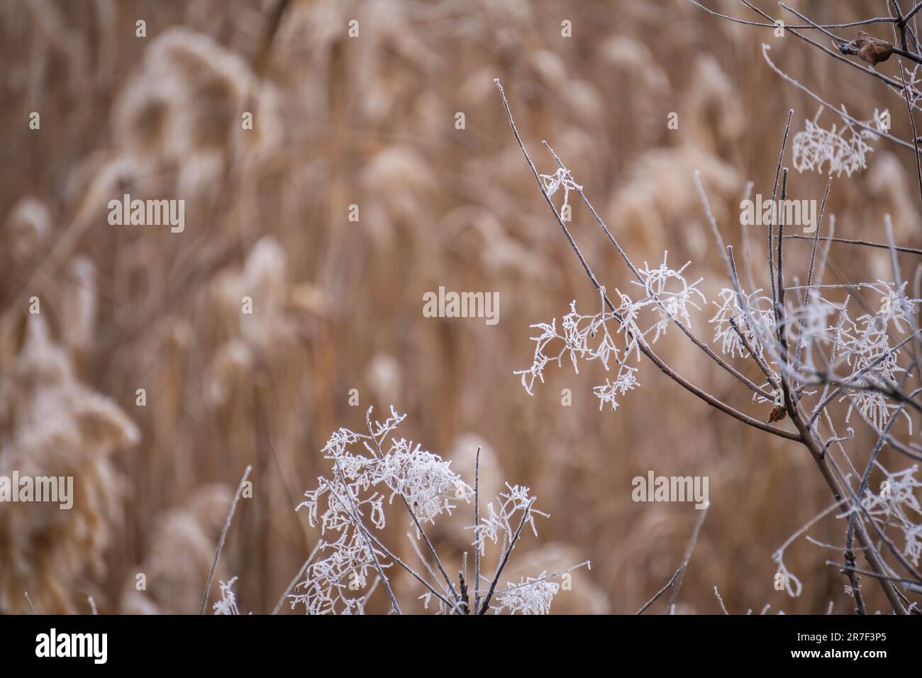 Frozen plants in the winter morning Stock Photo - Alamy
