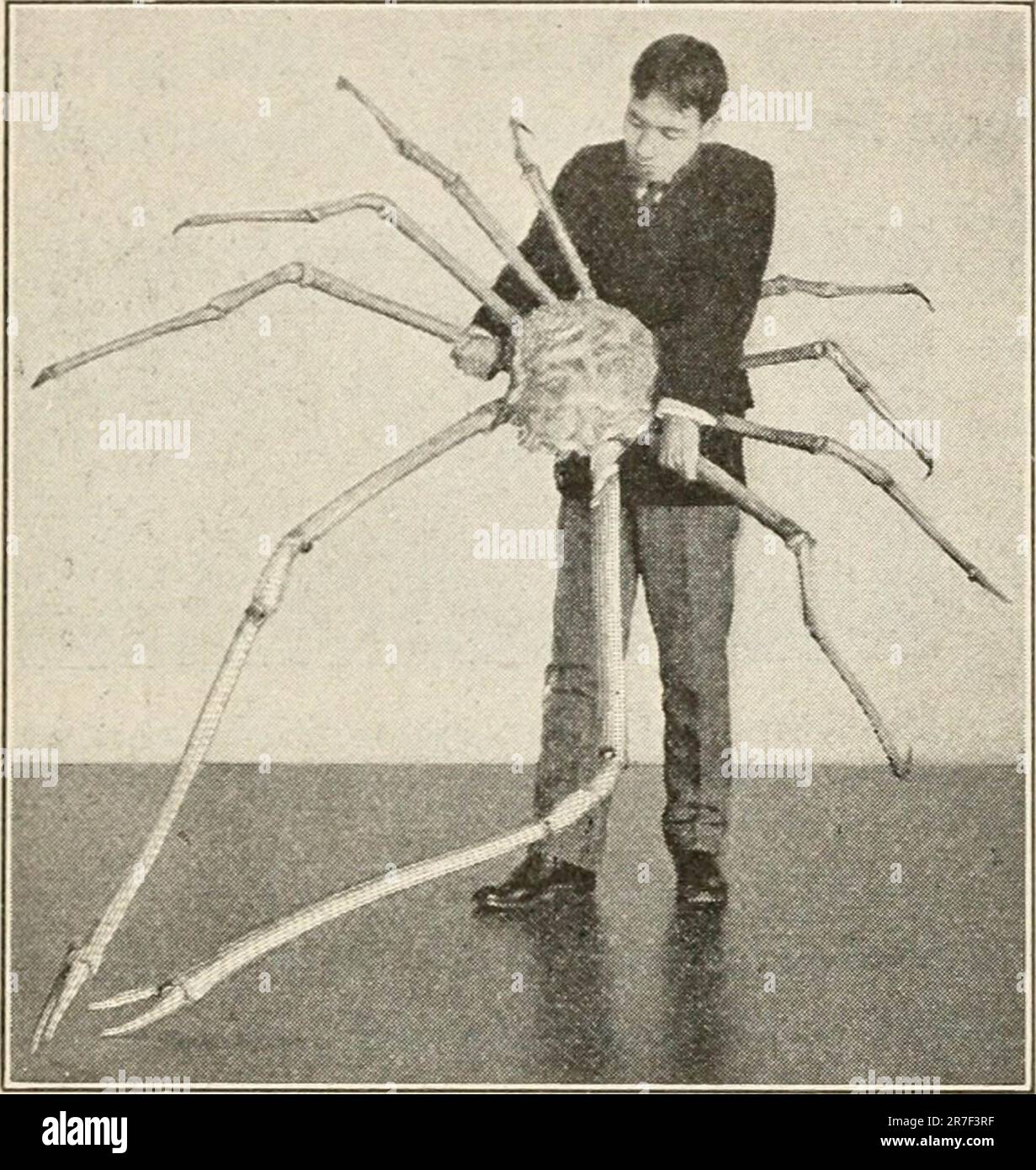 Japan spider crab hi-res stock photography and images - Alamy