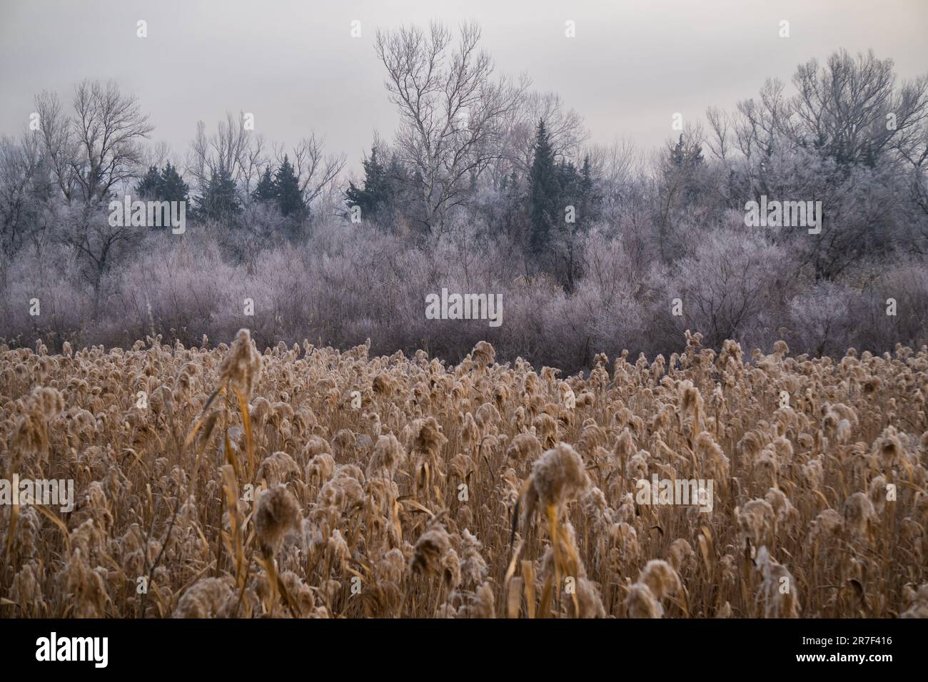 Frozen plants in the winter morning Stock Photo - Alamy