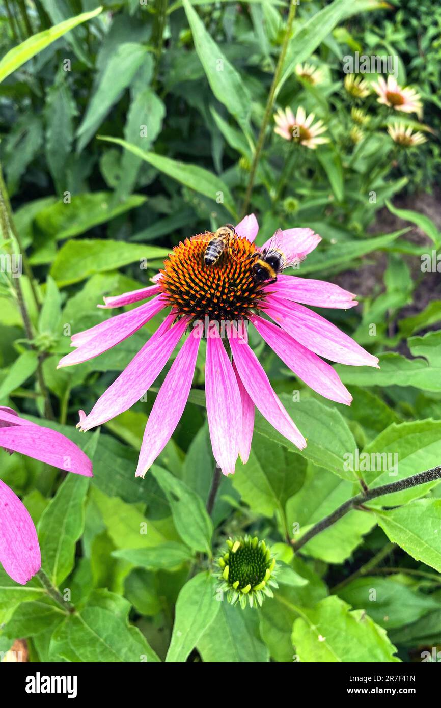 Native americans farming hi-res stock photography and images - Alamy