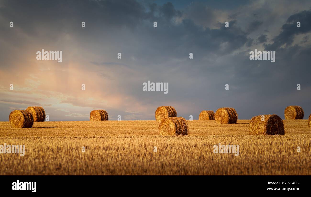 Agriculture haystack rolls in France Stock Photo - Alamy