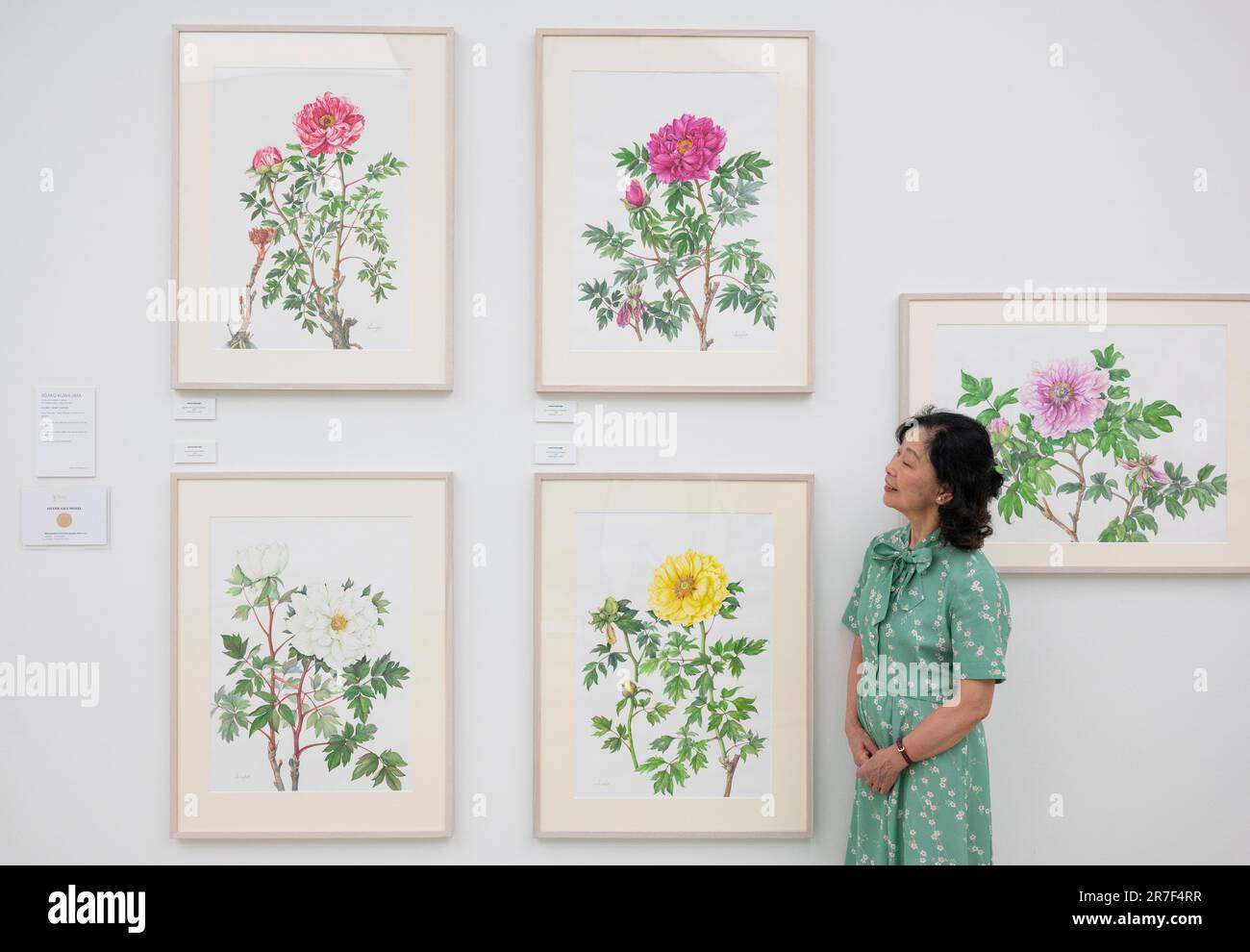 Saatchi Gallery, London, UK. 15th June, 2023. The RHS Botanical Art ...