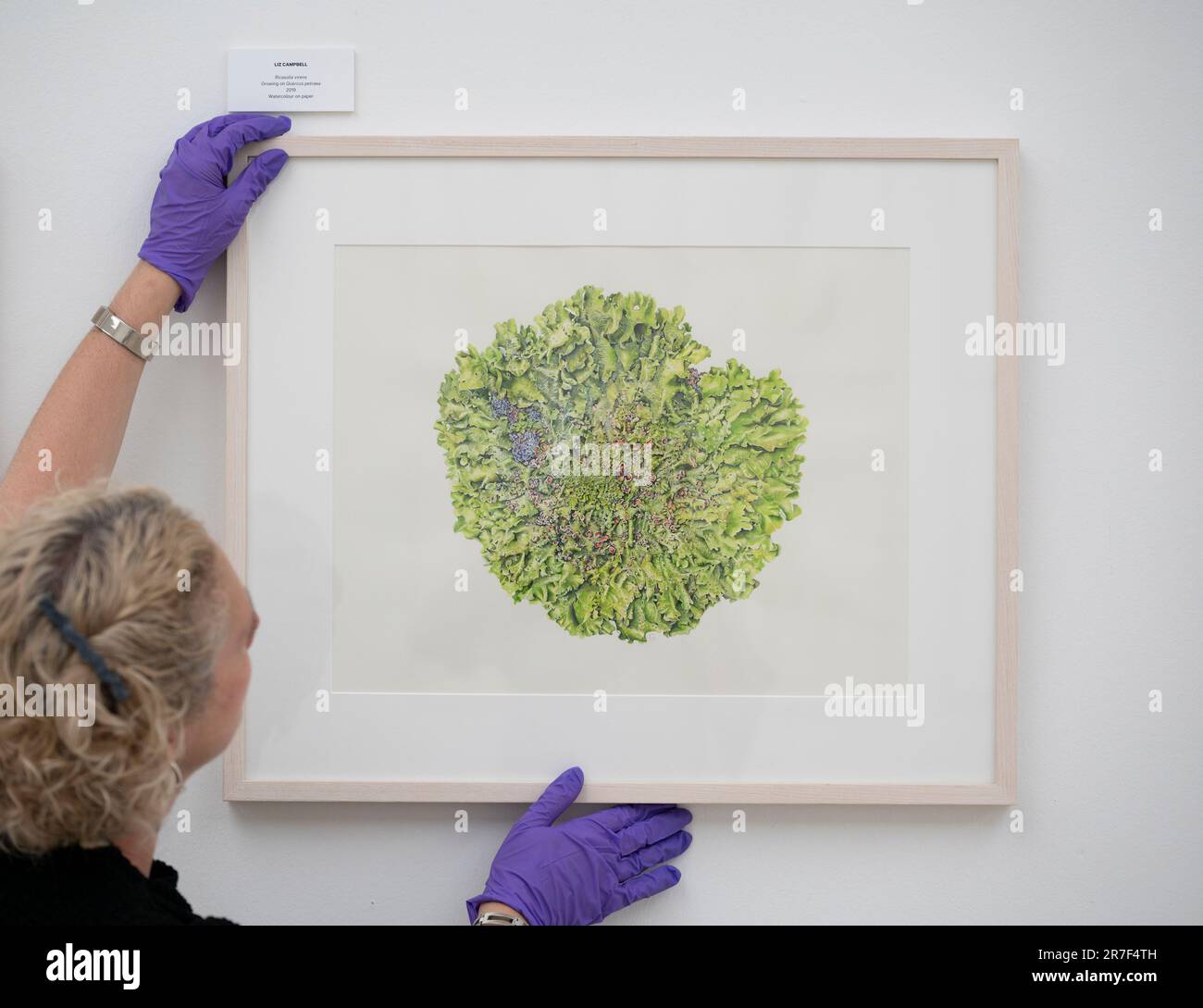 Rhs botanical art hi-res stock photography and images - Alamy