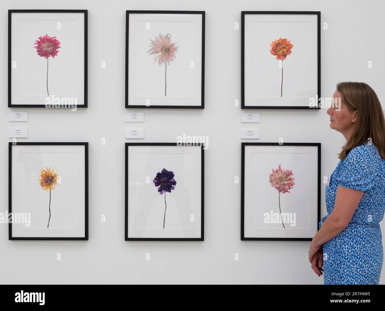 Saatchi Gallery, London, UK. 15th June, 2023. The RHS Botanical Art ...