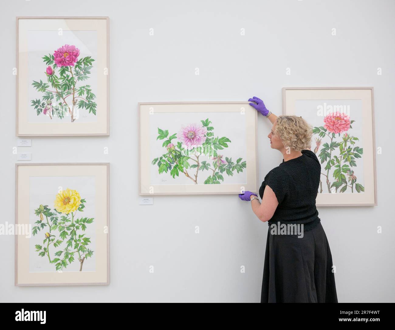 Saatchi Gallery, London, UK. 15th June, 2023. The RHS Botanical Art ...
