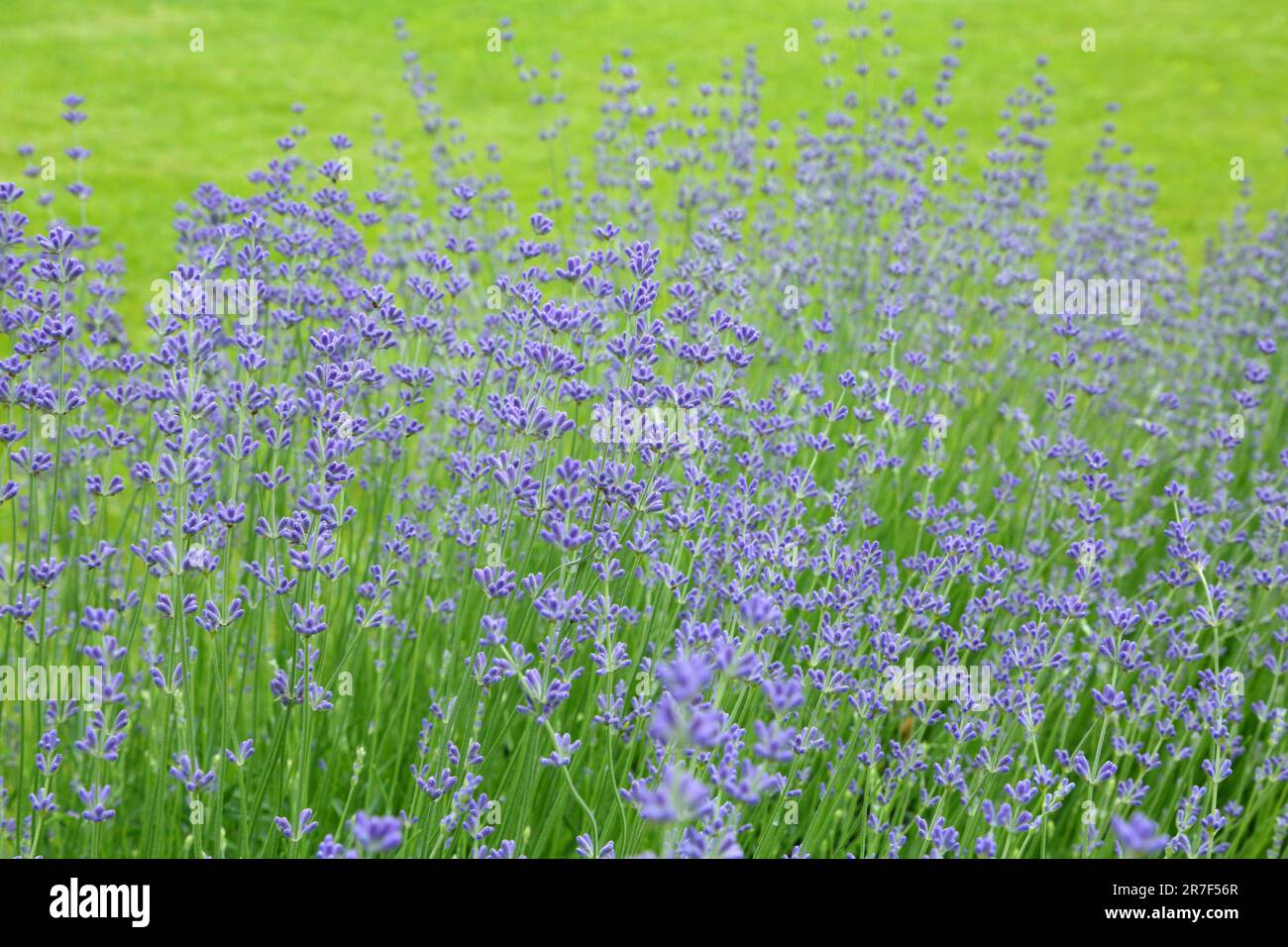 Wild Lavender. Lavender in different shades growing outside the house ...