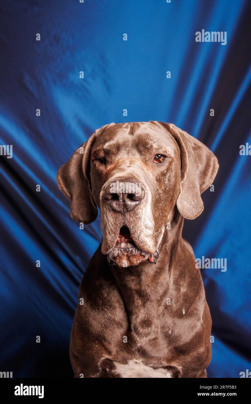 Chocolate Brown Great Dane