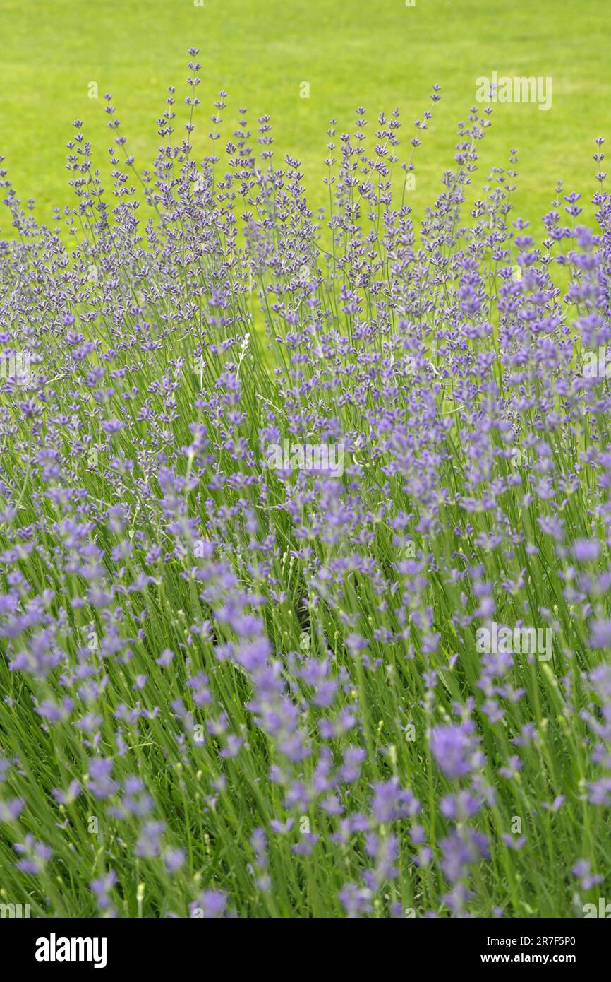 Wild Lavender. Lavender in different shades growing outside the house ...