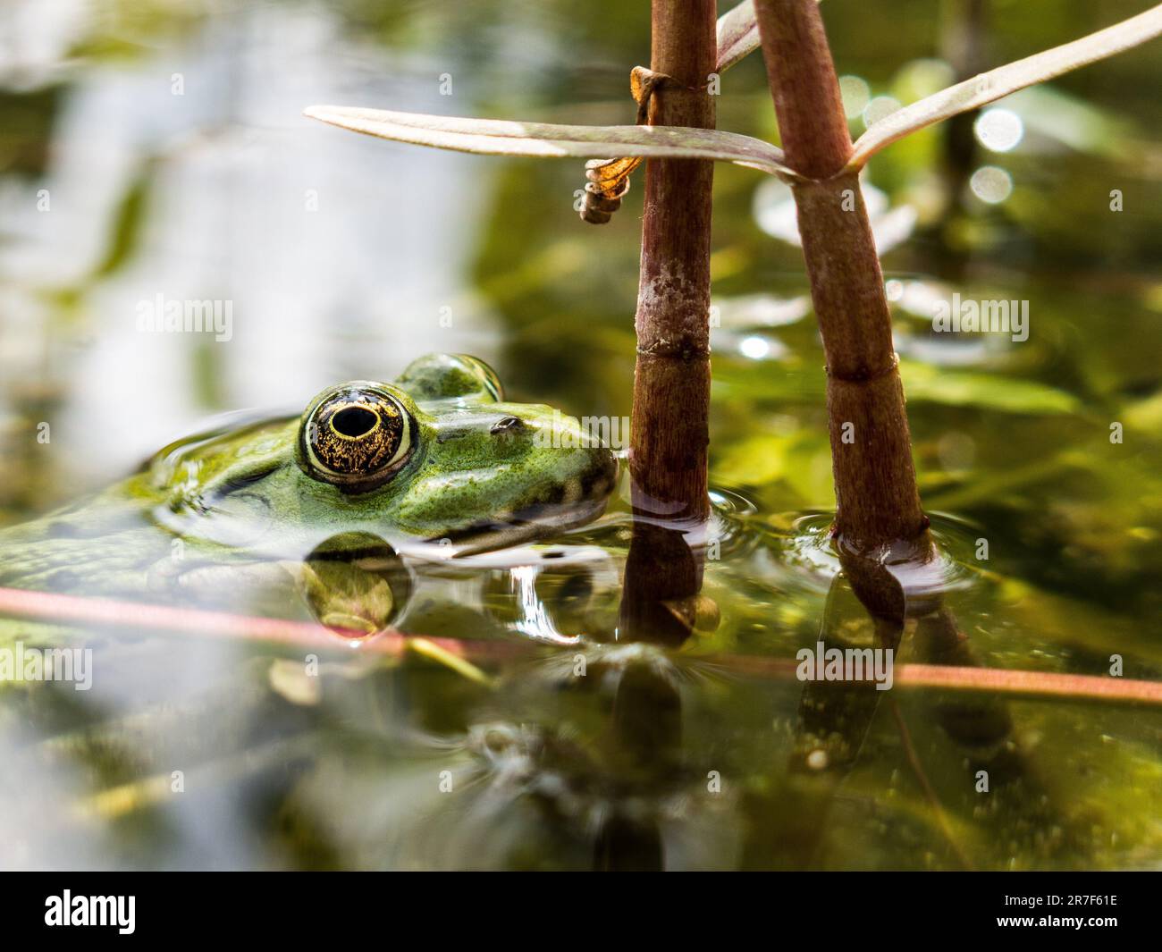 An amphibious frog on a lily pad, surrounded by reeds and submerged ...