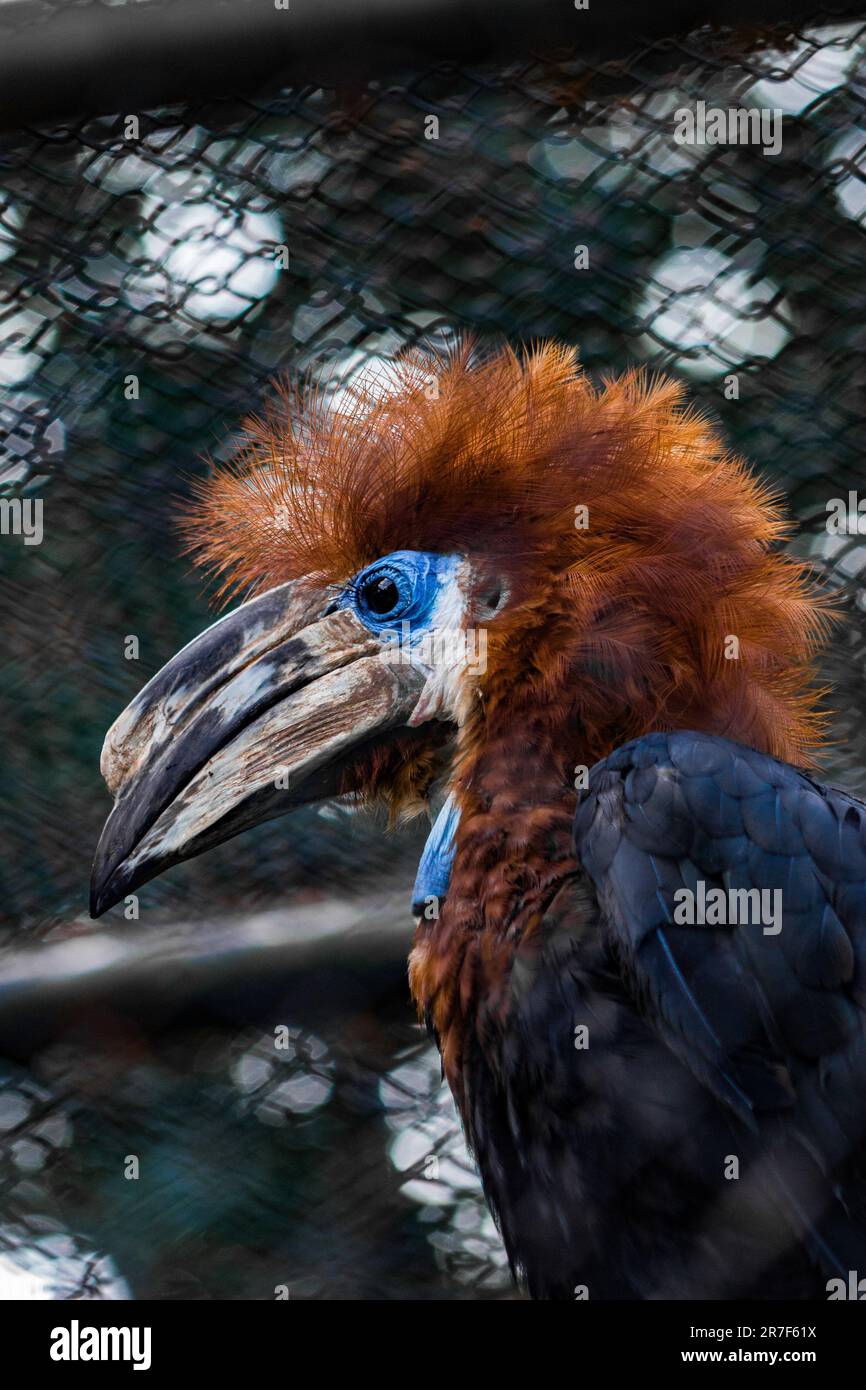 Black casqued hornbill hi-res stock photography and images - Alamy