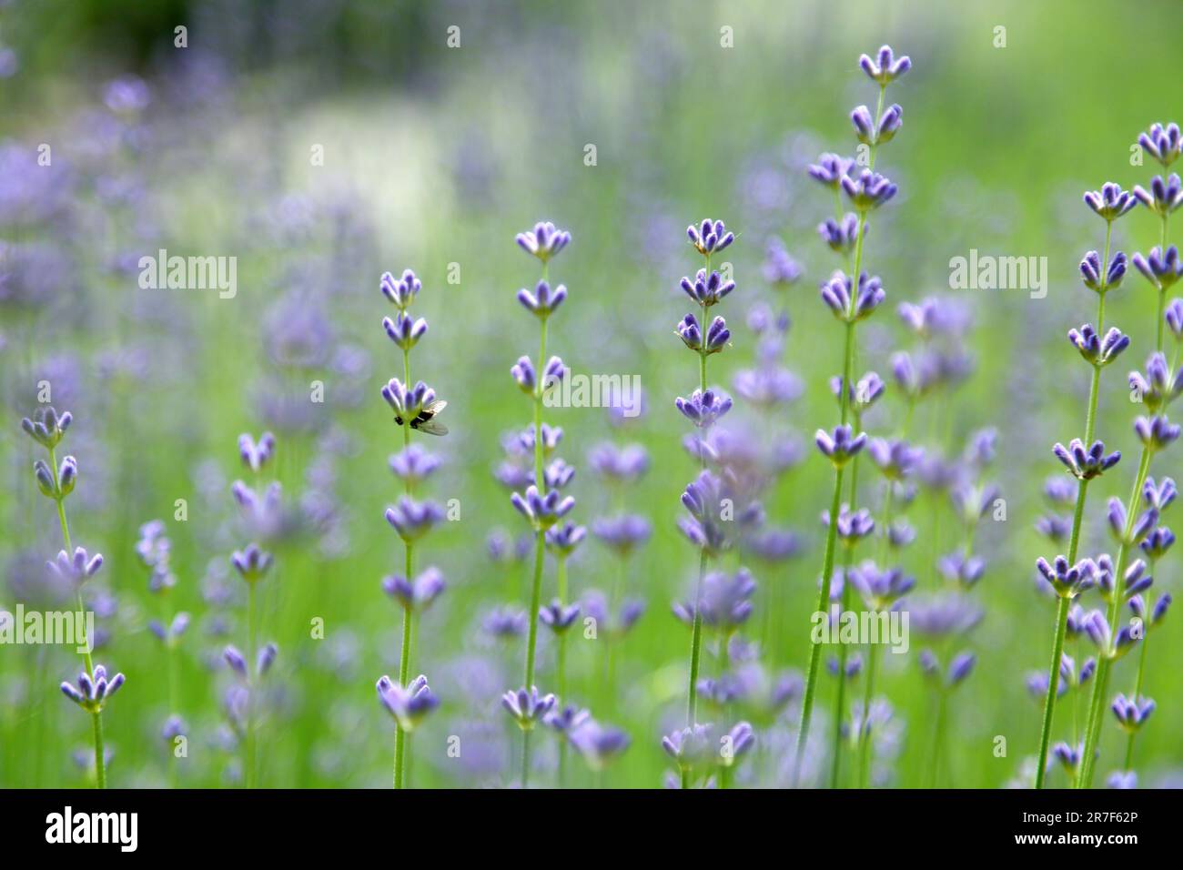Wild Lavender. Lavender in different shades growing outside the house ...