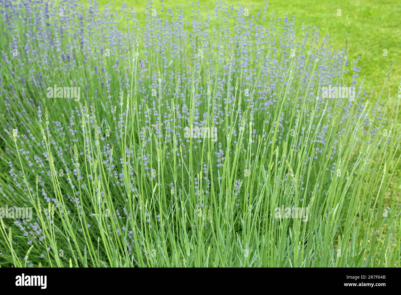 Wild Lavender. Lavender in different shades growing outside the house ...