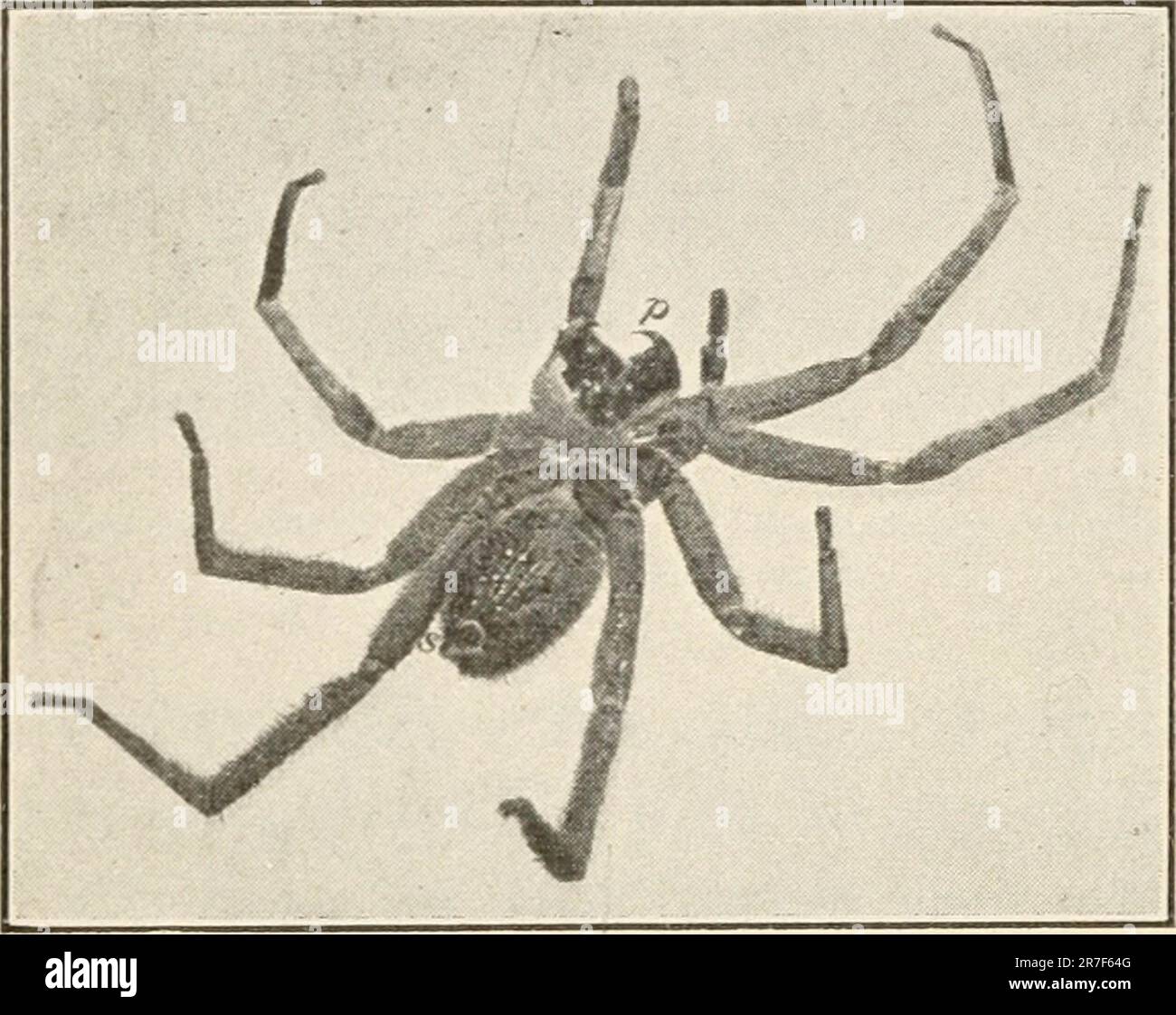 Structure of the Spider Stock Photo - Alamy