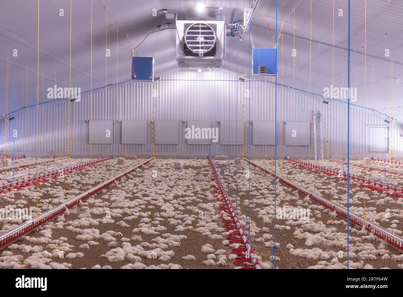 Chickens in an intensive rearing system Stock Photo - Alamy