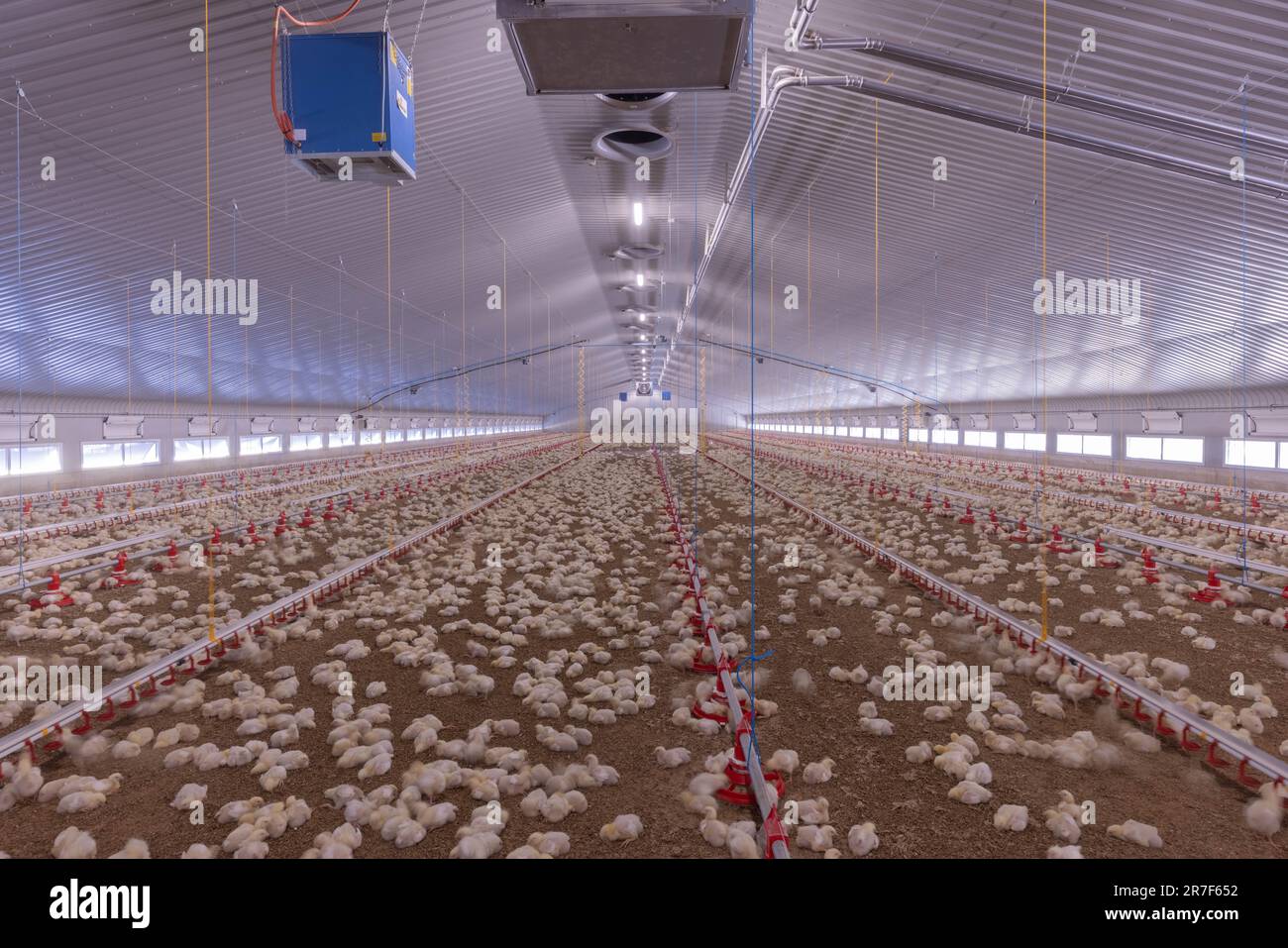 Chickens in an intensive rearing system Stock Photo - Alamy