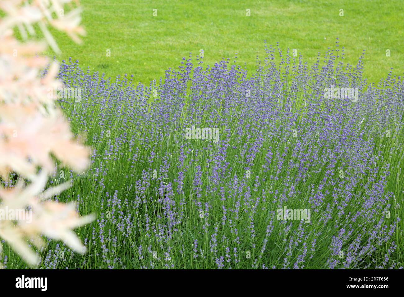 Wild Lavender. Lavender in different shades growing outside the house ...