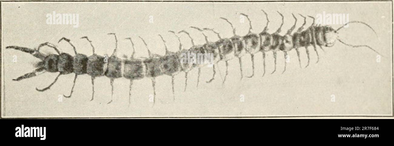 A poisonous centiped from Texas Stock Photo - Alamy