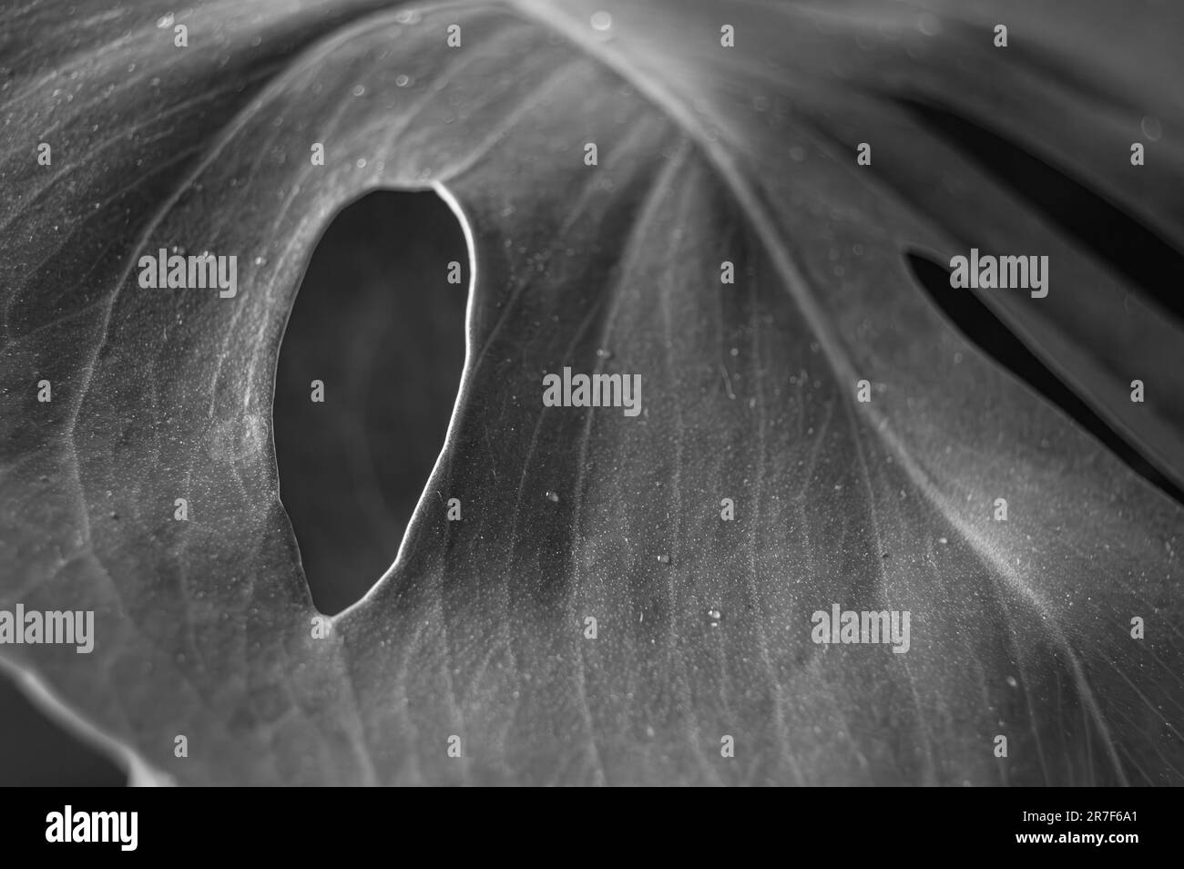 Monstera tropical Black and White Stock Photos & Images - Alamy