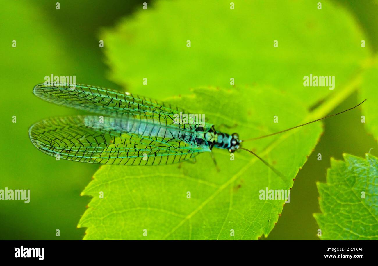 Green lacewing life cycle hi-res stock photography and images - Alamy