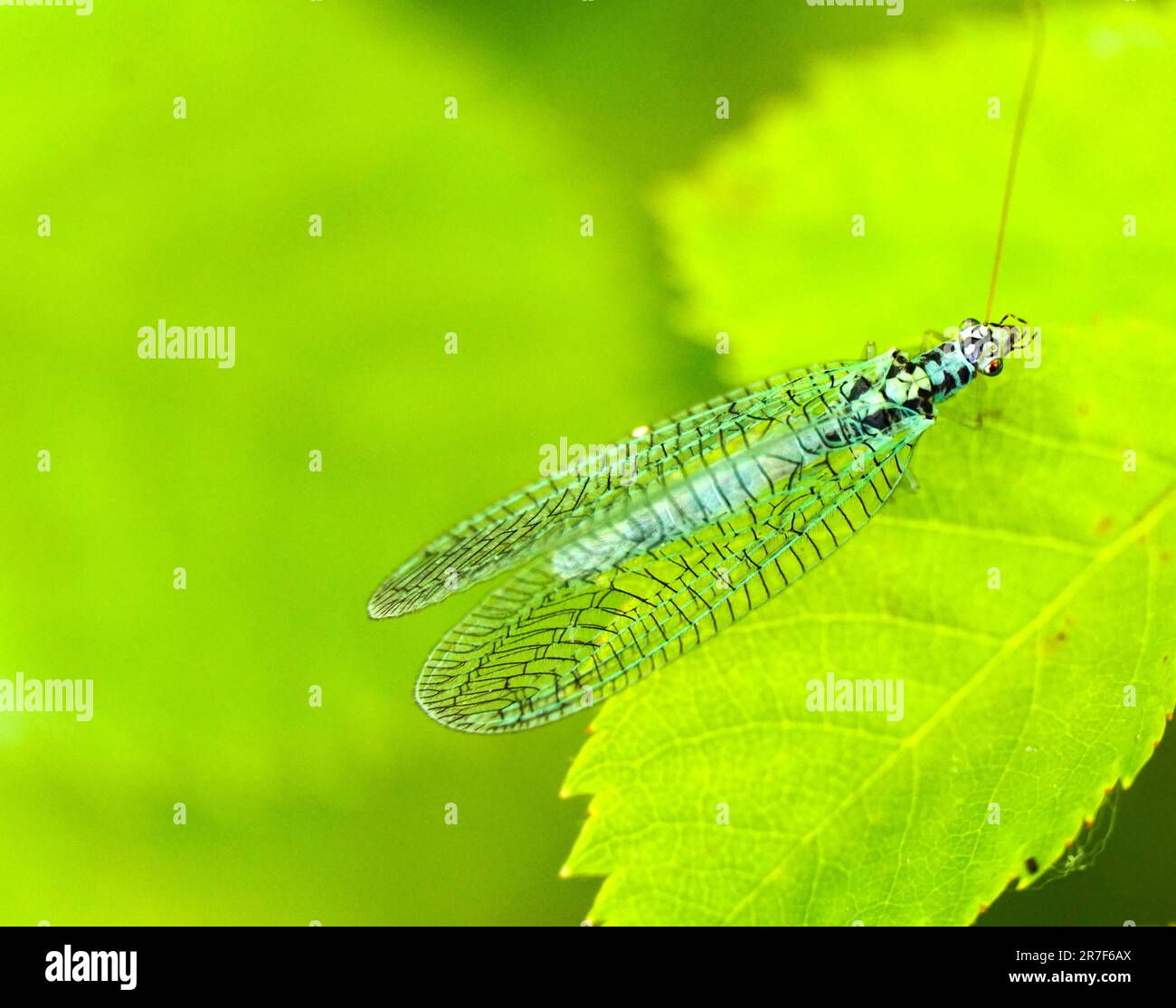 Green lacewing life cycle hi-res stock photography and images - Alamy