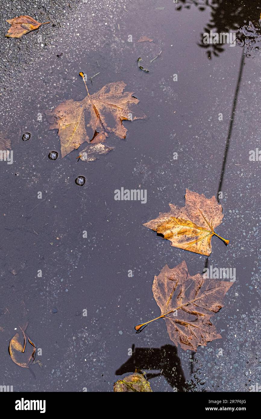 Dead Sycamore Acer pseudoplatanus leaves lying in a pool of rainwater ...