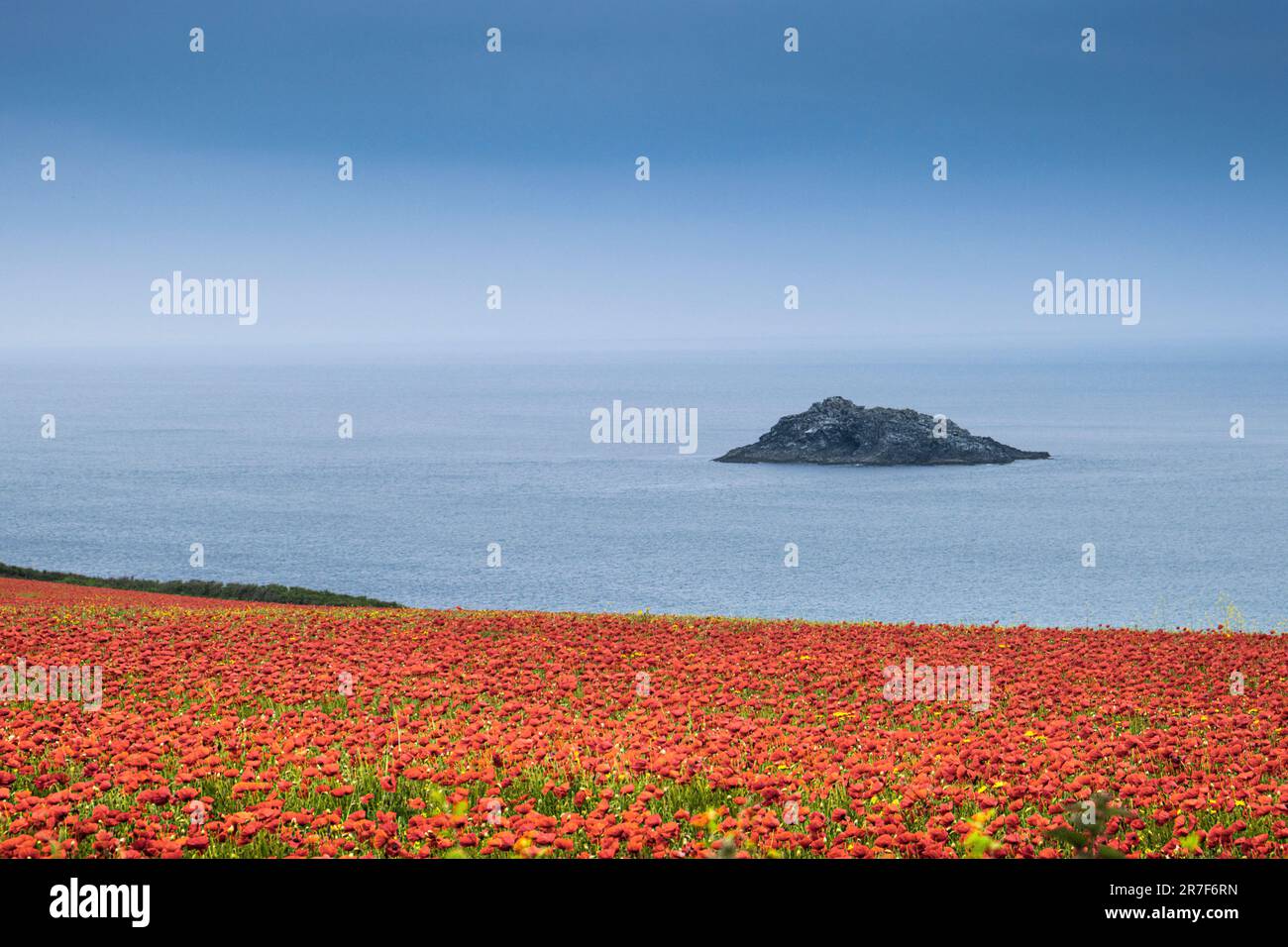 The stunning sight of a field full of Common Poppies Papaver rhoeas on ...