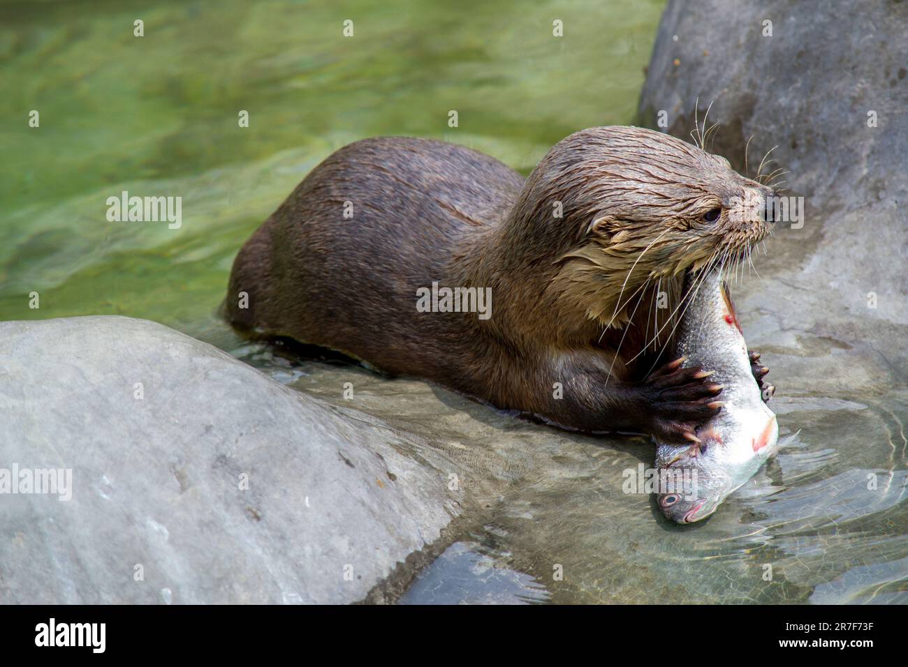 Otter and fish peru hi-res stock photography and images - Alamy