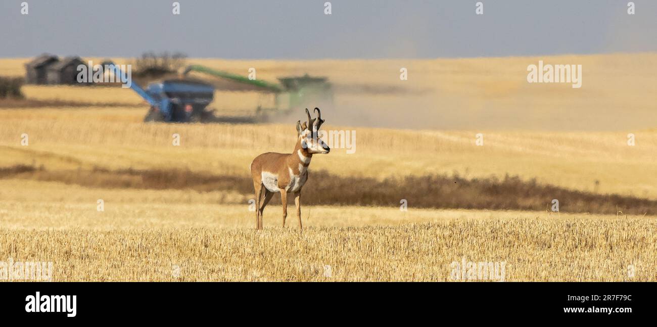 A white-tailed antelope stands in a rural landscape, with a farmhouse ...
