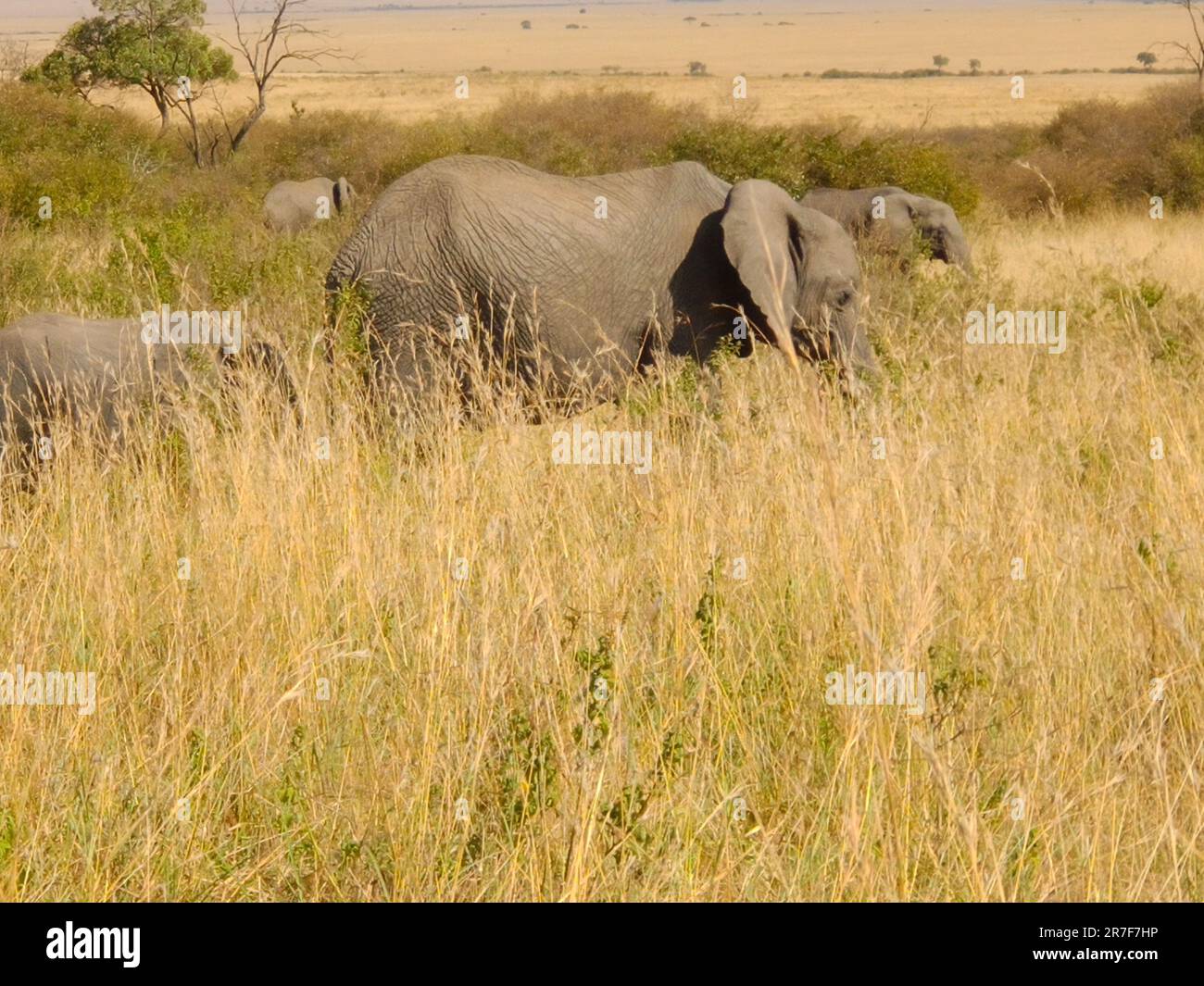 A family of African elephants together in a sun-drenched grassy meadow ...