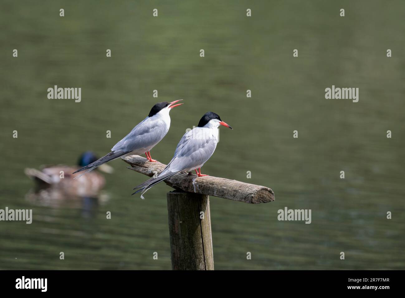 Dark tipped primaries hi-res stock photography and images - Alamy