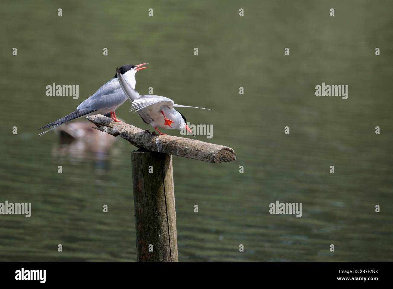 Tern showing webbed foot pose hi-res stock photography and images - Alamy