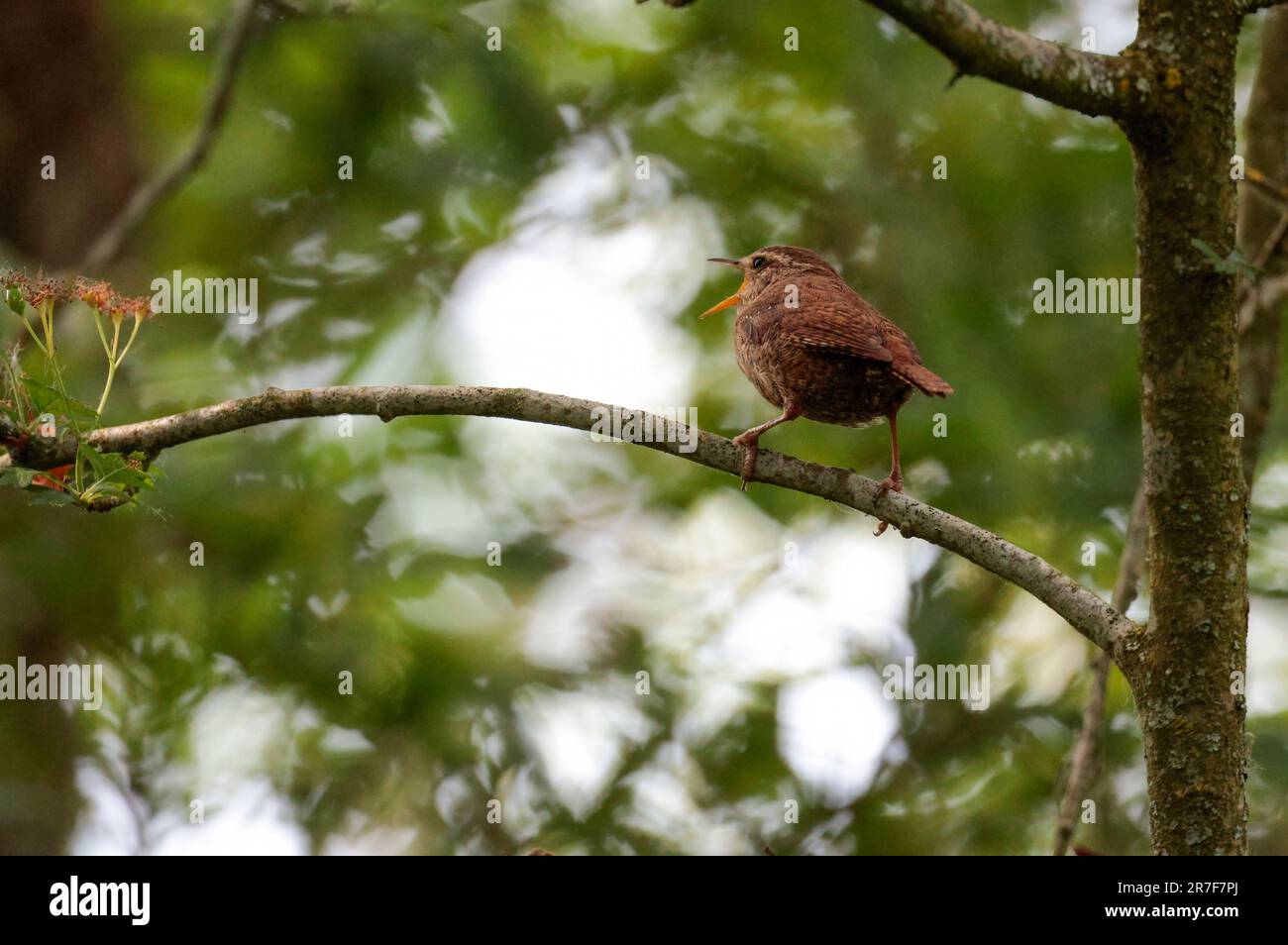 Wren high on perch open bill hi-res stock photography and images - Alamy