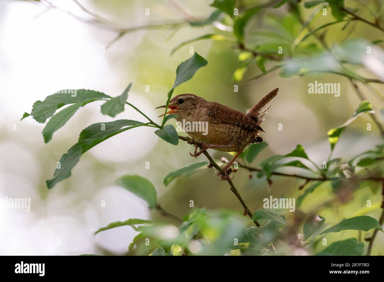 Usually has cocked tail hi-res stock photography and images - Alamy