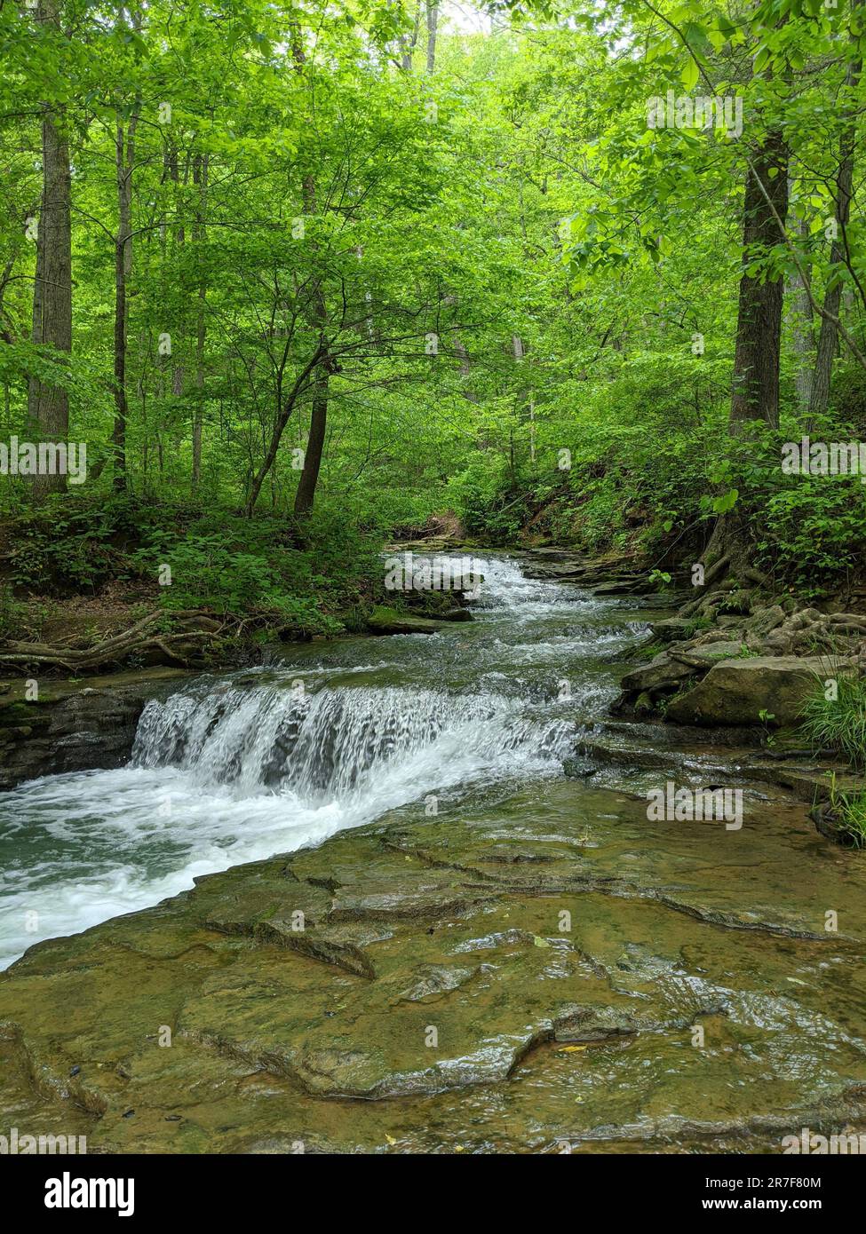 A small river flows through a lush green landscape, with tall trees ...