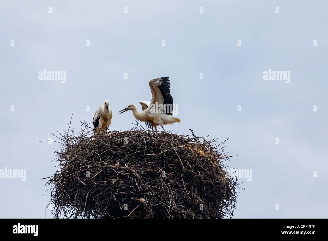 Adult animal bird with young animals in the nest hi-res stock photography and images - Alamy