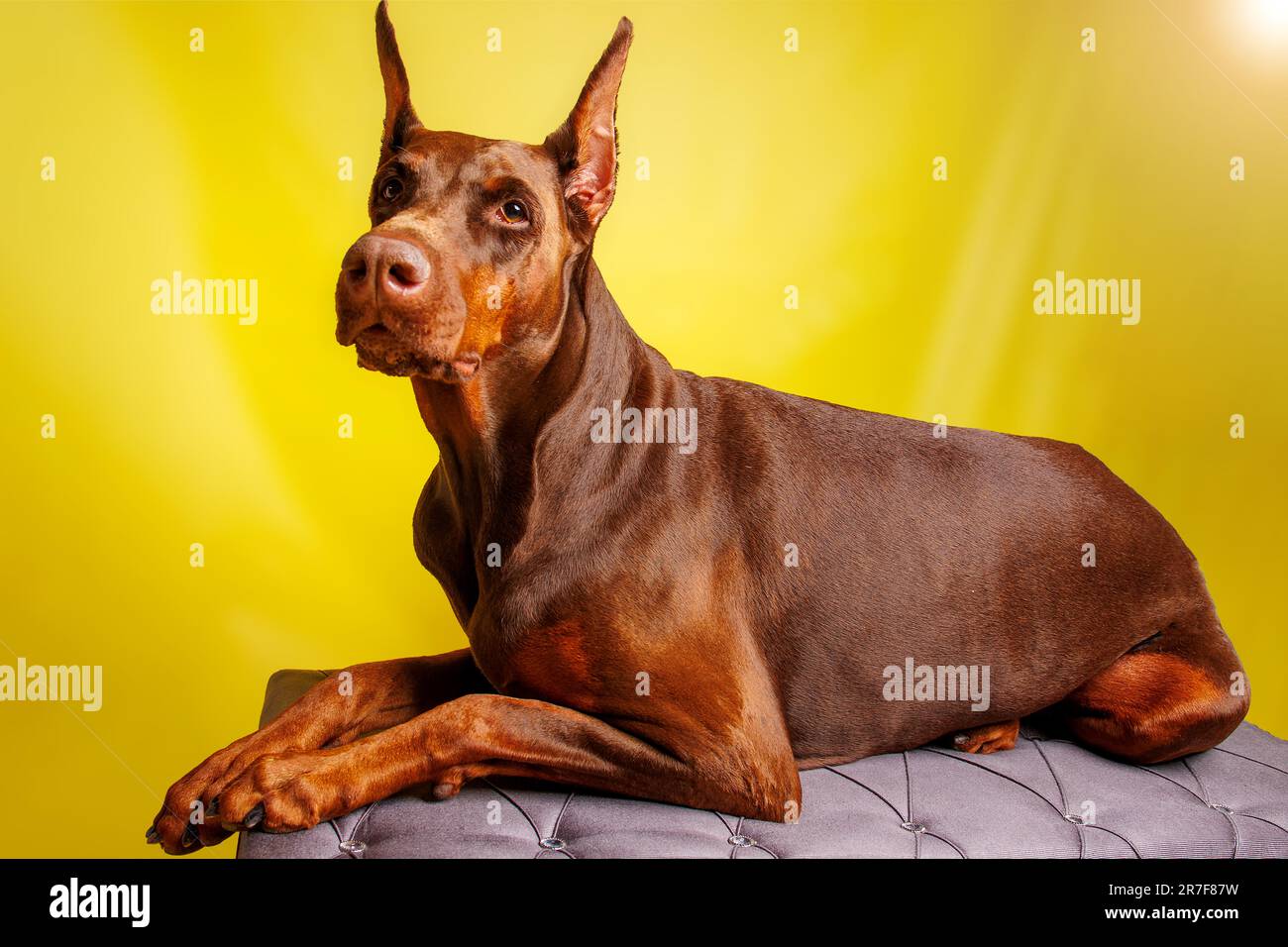 Brown Dobermann dog photo shooting in studio Stock Photo - Alamy