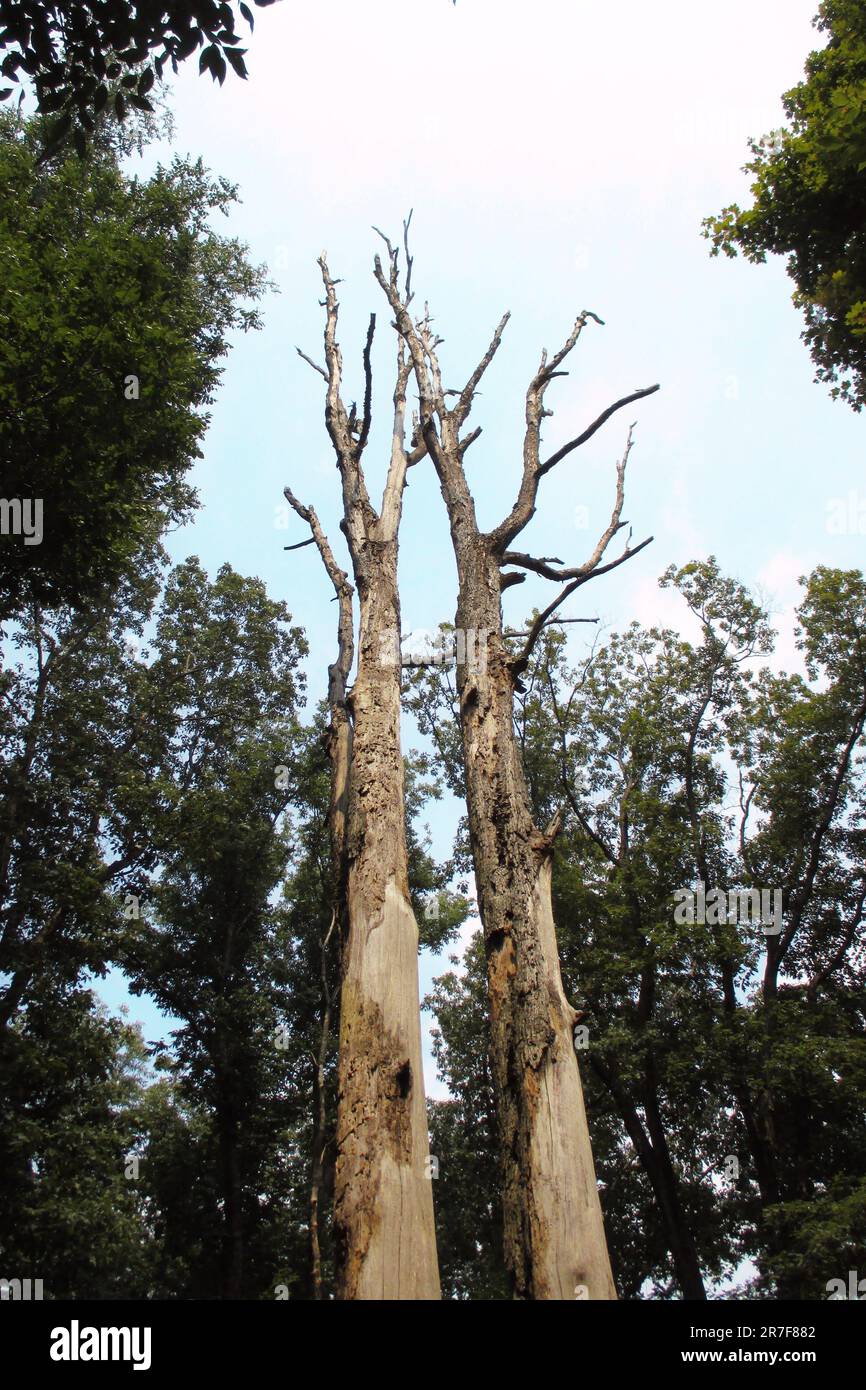 A dense forest featuring tall trees with sparse foliage Stock Photo - Alamy